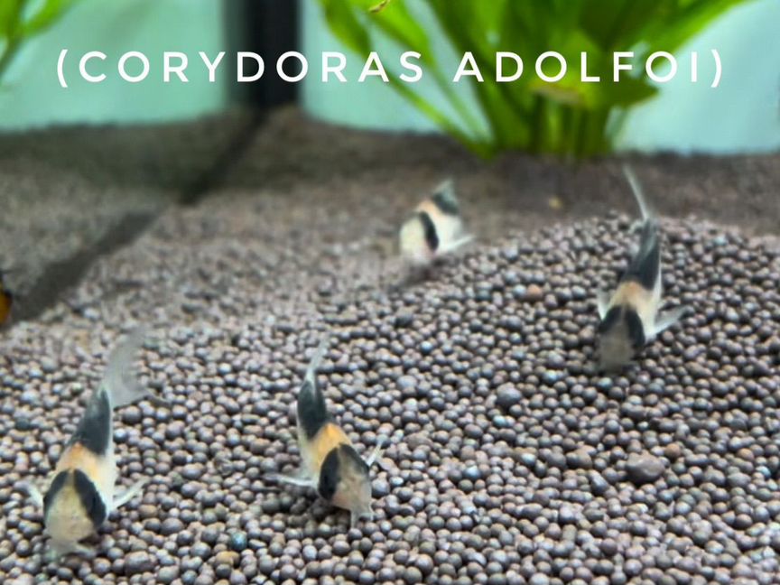 Сом Коридорас Адольфа (Corydoras Adolfoi)