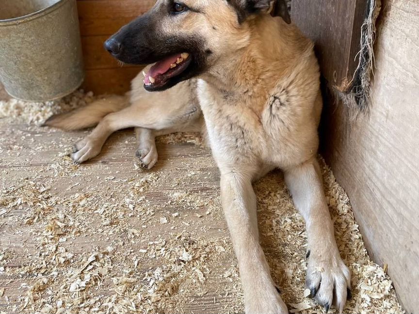 Собака Гермиона из приюта Некрасовка ищет дом