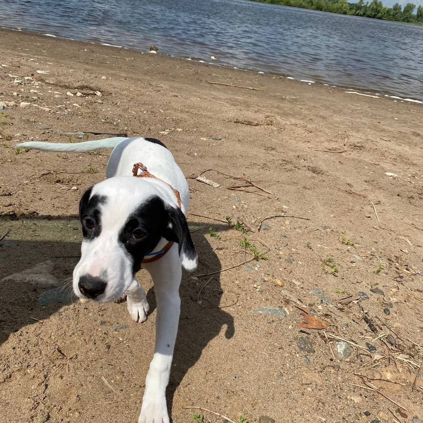 Собака в добрые руки