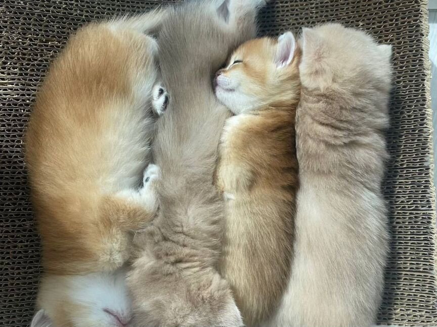 Котятки британские короткошерстные шиншиллы