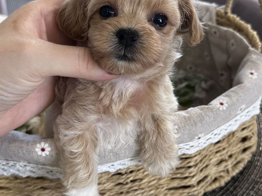 Карамельки мальтипу ф1