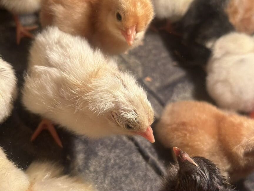 Цыплята суточные несушки