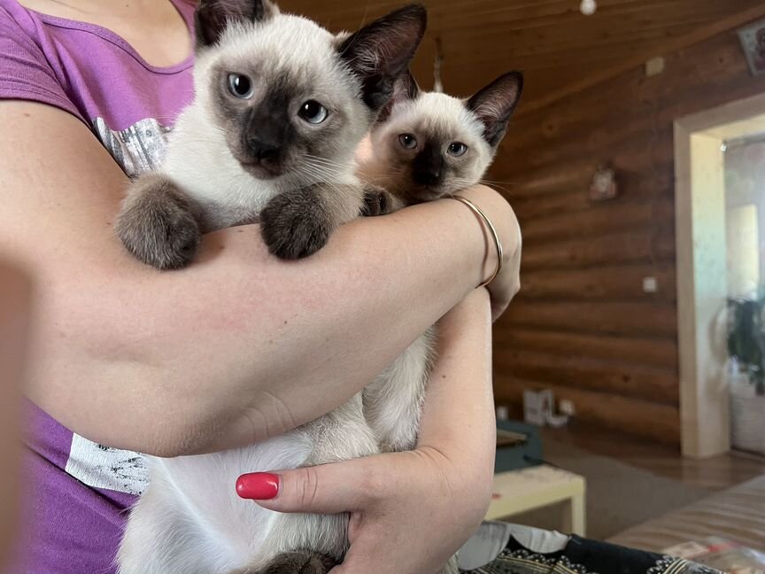 Сиамские котята