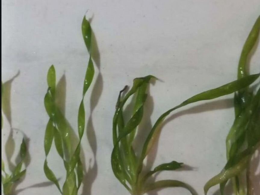 Аквариумные растения