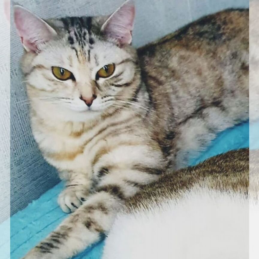 Отдам кошку в добрые руки