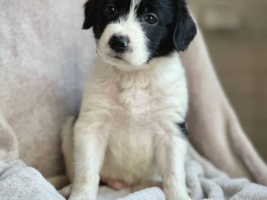 Собака щенок в добрые руки бесплатно