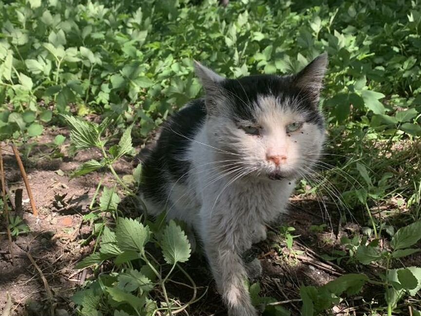 Подарите Кузе надежду