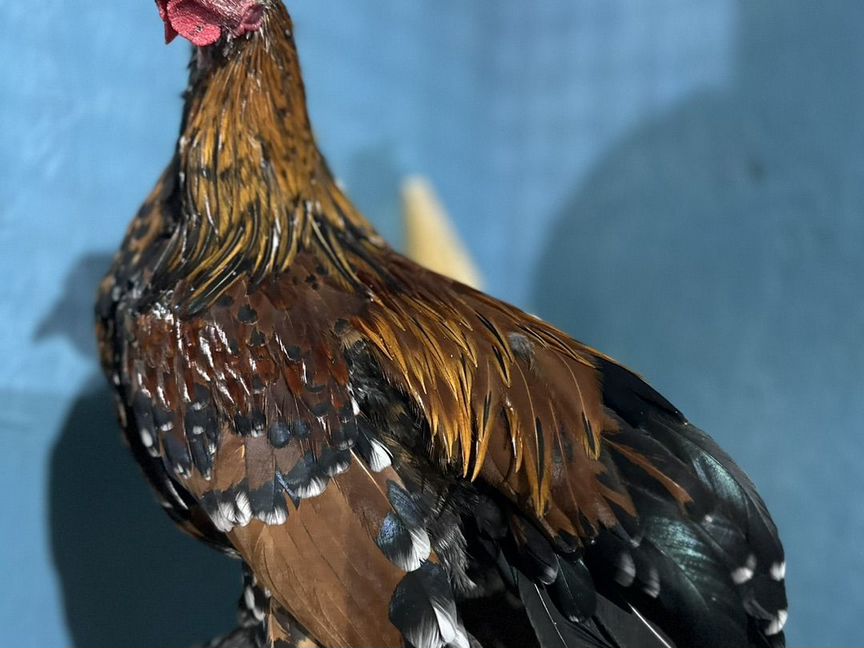 Петух мильфлер/обычный