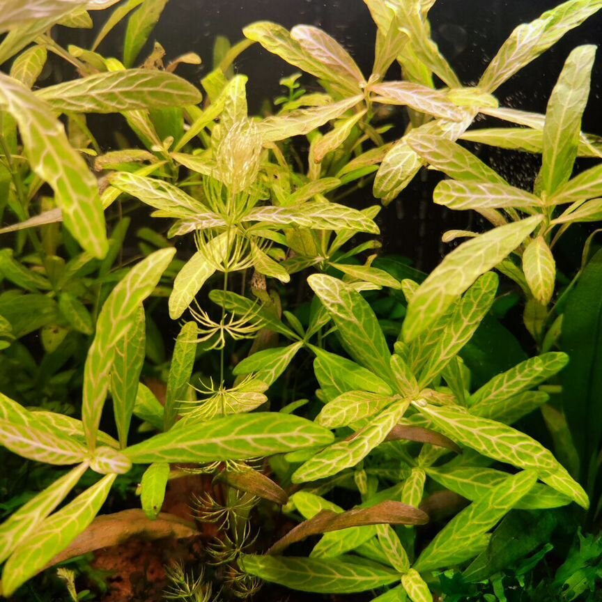 Гигрофила аквариумное растение