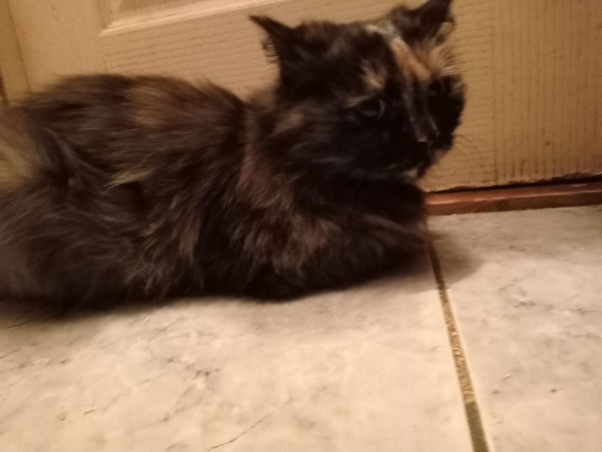 Кошка в добрые руки даром