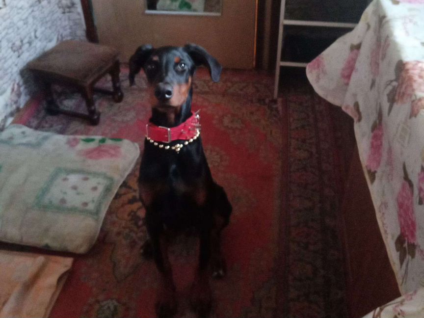 Доберман мальчик 4,5 месяца