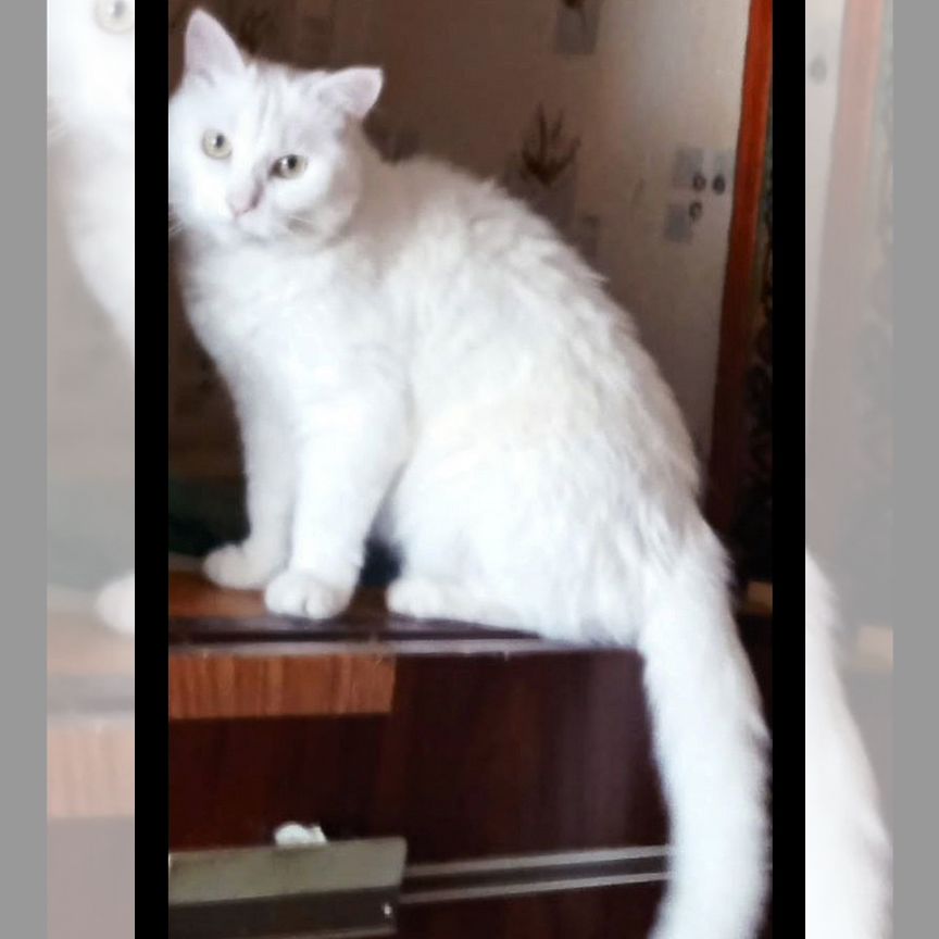 Кошка Соня, ищет тихую гавань 10 лет, ждёт