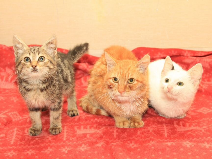 Котята в добрые руки. 2 девочки и 1 рыжий мальчик