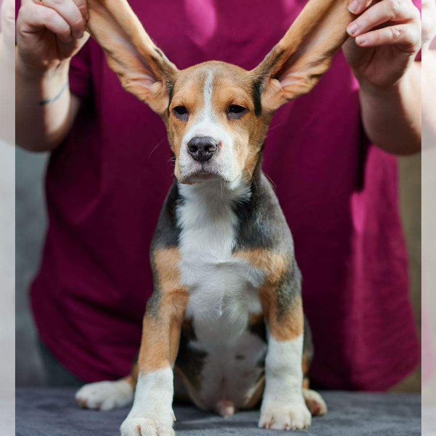 Бигль, щенок