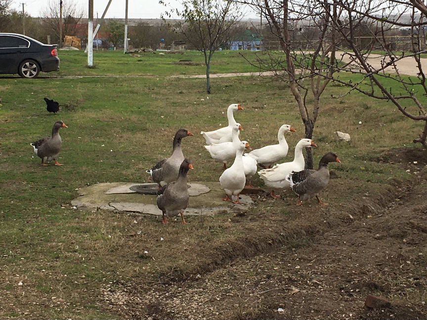 Продам гусей