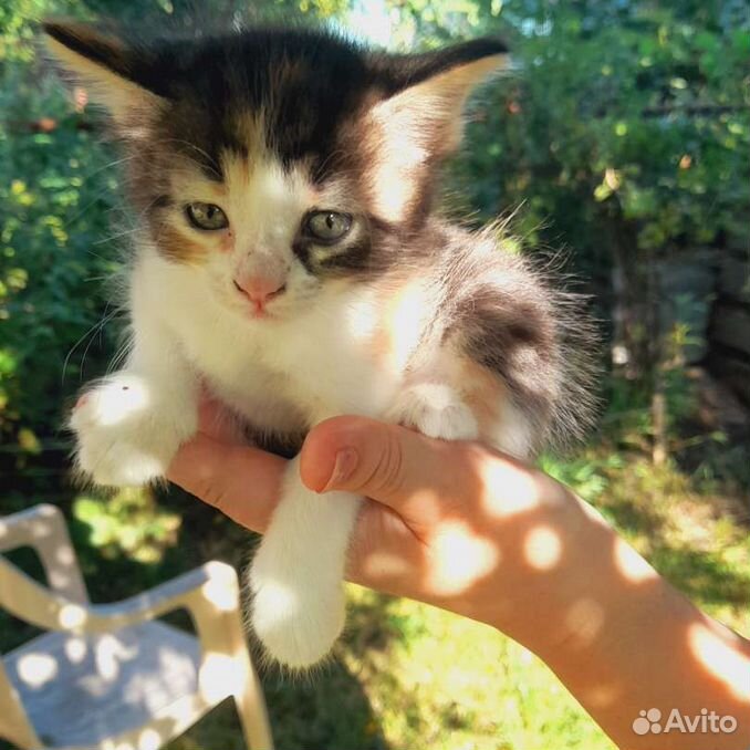 Кошечка 1мес к лотку приучена