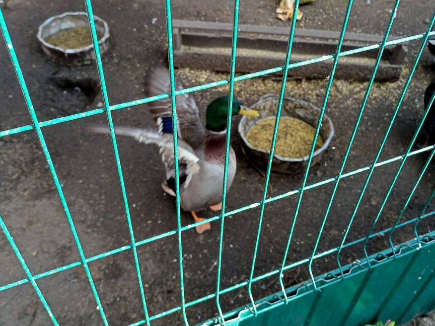 Селезень подсадной утки