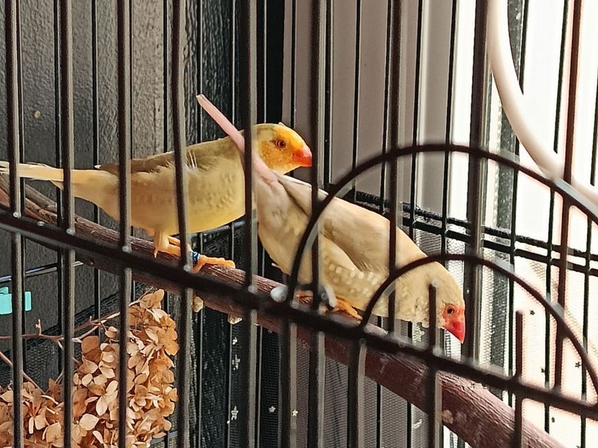 Тростниковые астрильды