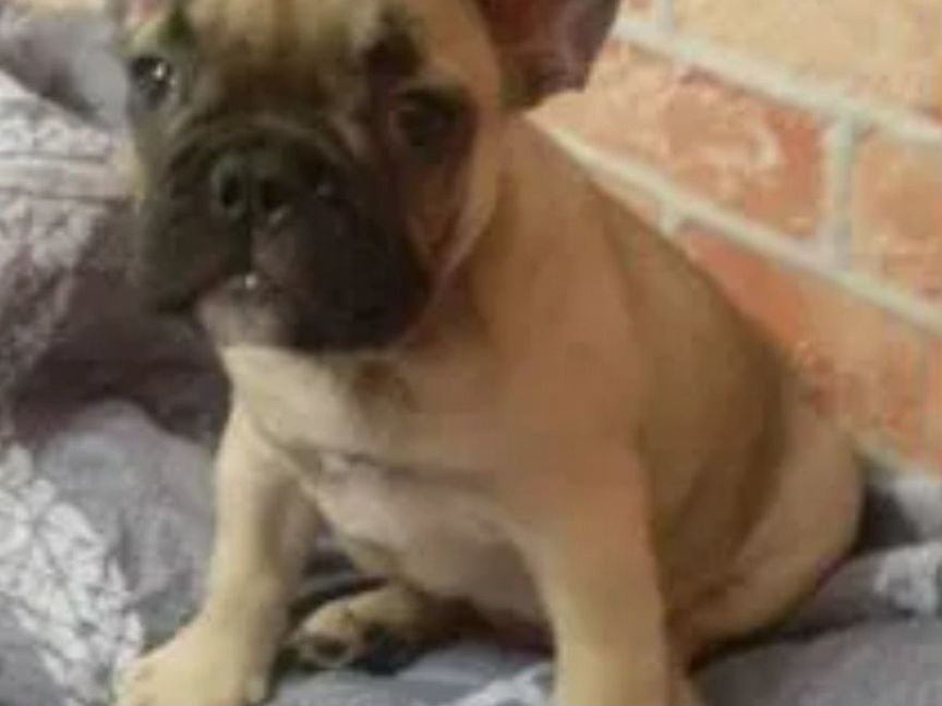 Самый лучший щенок французкого бульдога