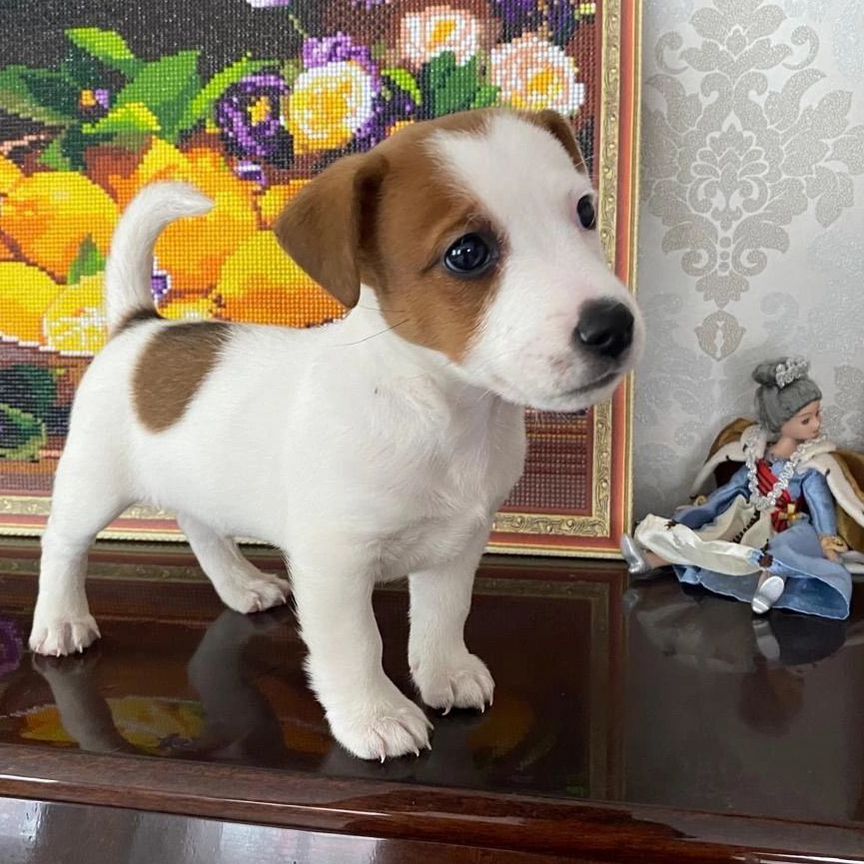 Джек рассел терьер