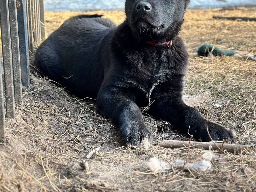 Черная немецкая овчарка