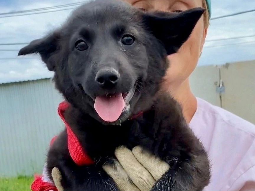 Маленькая красавица Уля в добрые руки