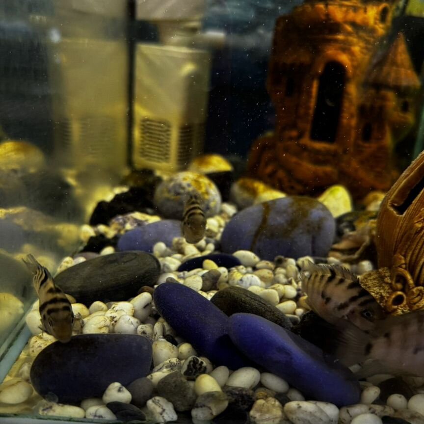 Цихлиды чернополосые