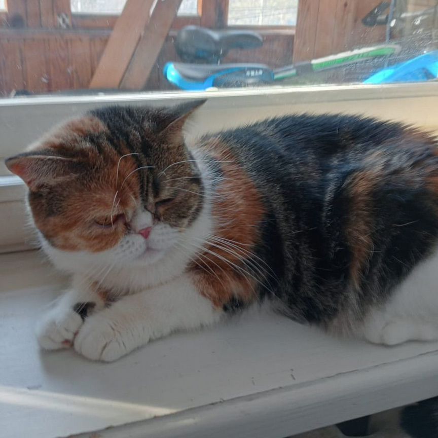 Шотландская кошечка