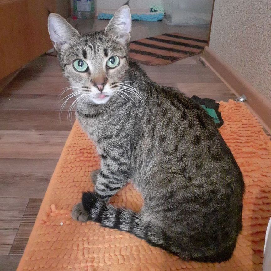 Кошечка Бася в добрые руки