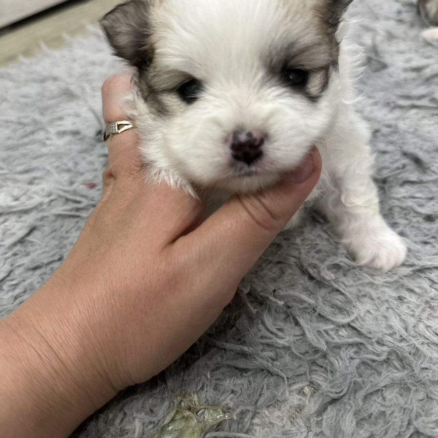 Щенки шпица 1мес малявки