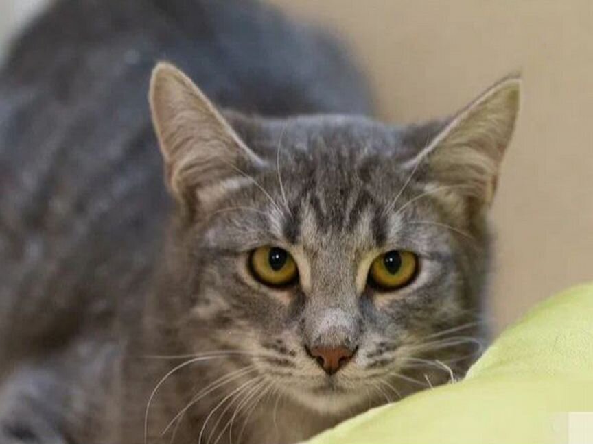 Малыш Хоуп ждёт свою семью в приюте