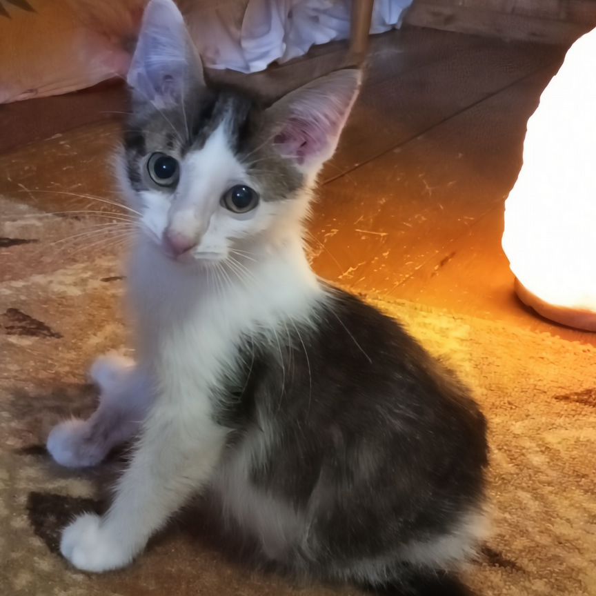 Котёнок в добрые руки