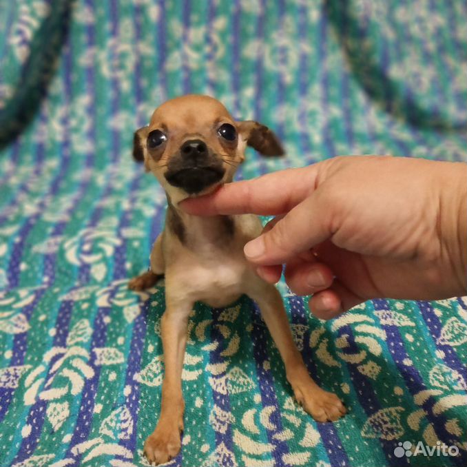 Мини тойчики