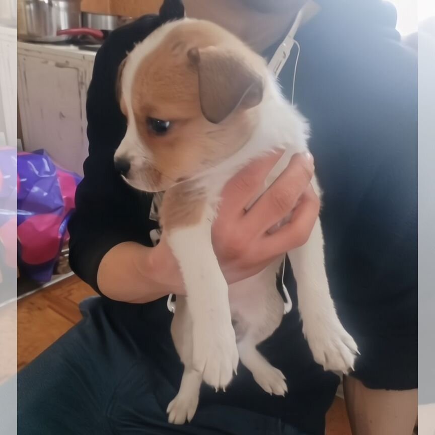 Щенок в добрые руки