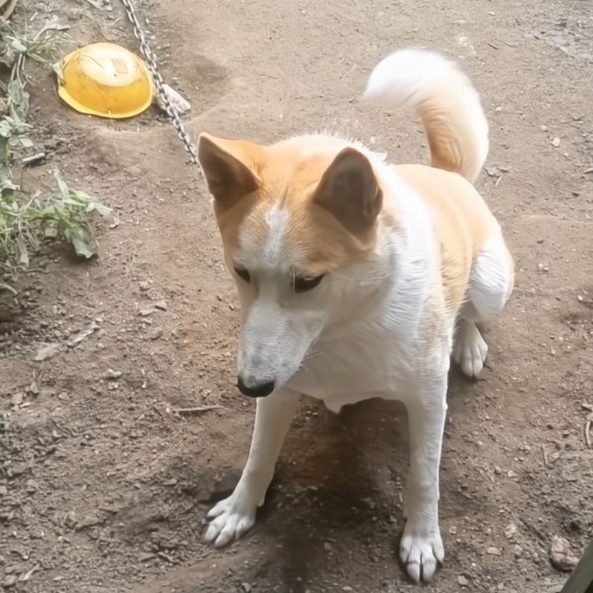 Лайка, щенок