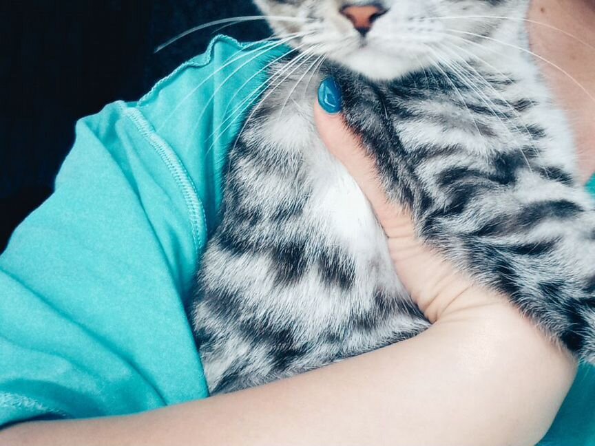 Кошка шотландская в добрые руки