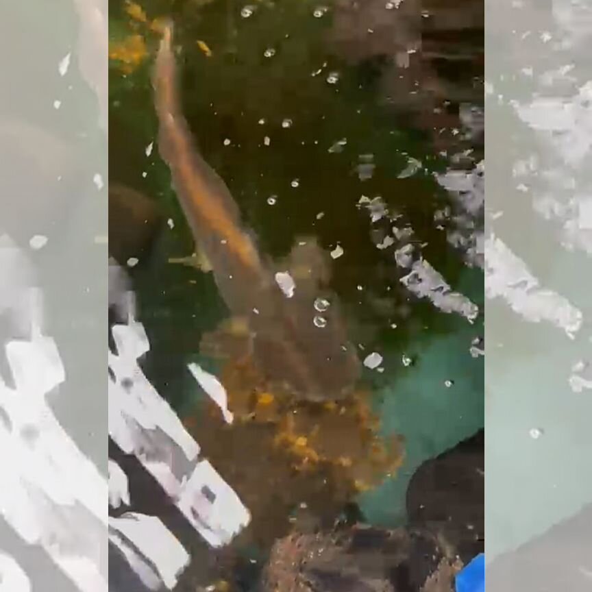 Сомы пангасиус высокоплавничные