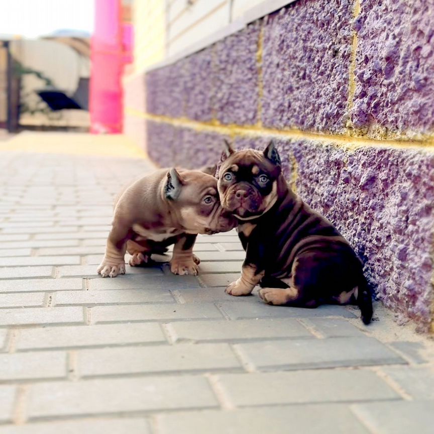 Щенки American bully