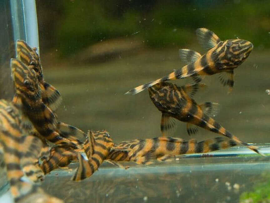 L-397 Красная Зебра