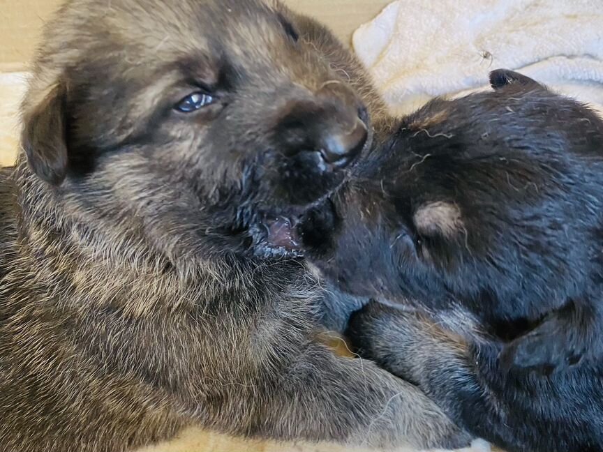 Щенки восточно-европейской овчарки