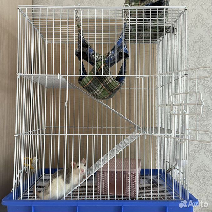 Продам крысок с клеткой