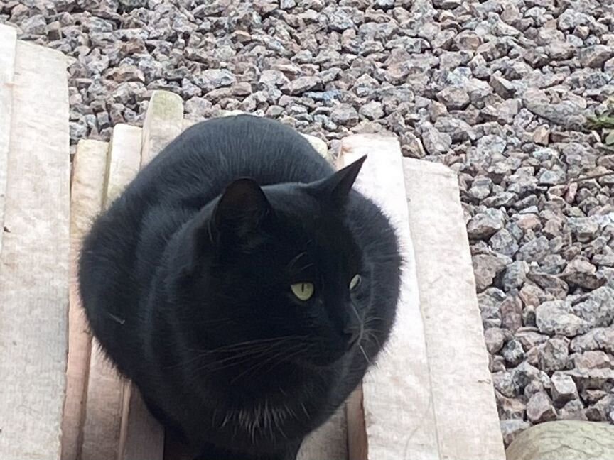 Котик молодой