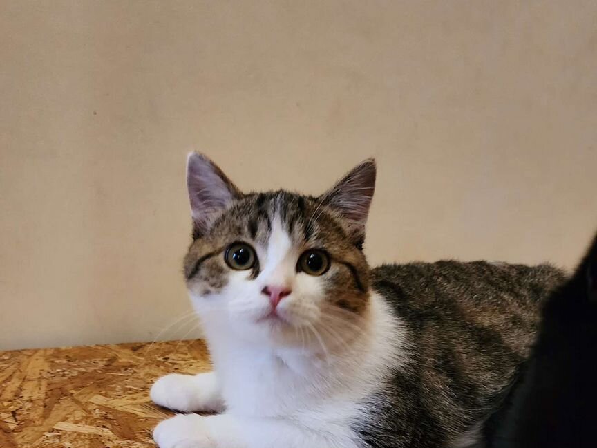Котенок в добрые руки