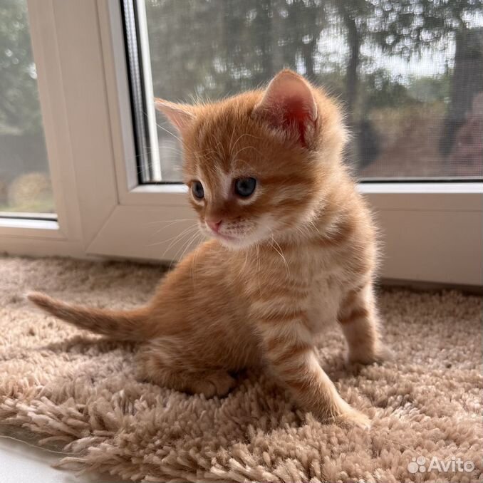 Солнечный котик