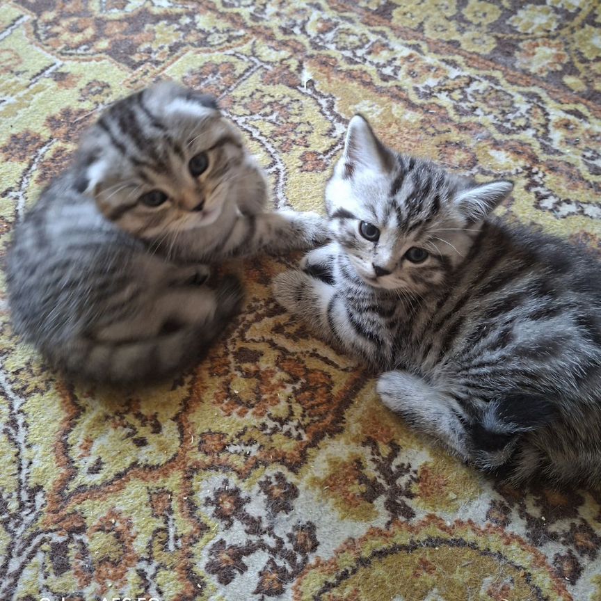 Британский короткошёрстный котёнок