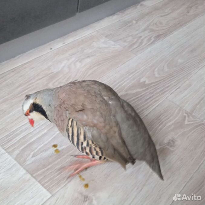 Кеклик куропатка самец