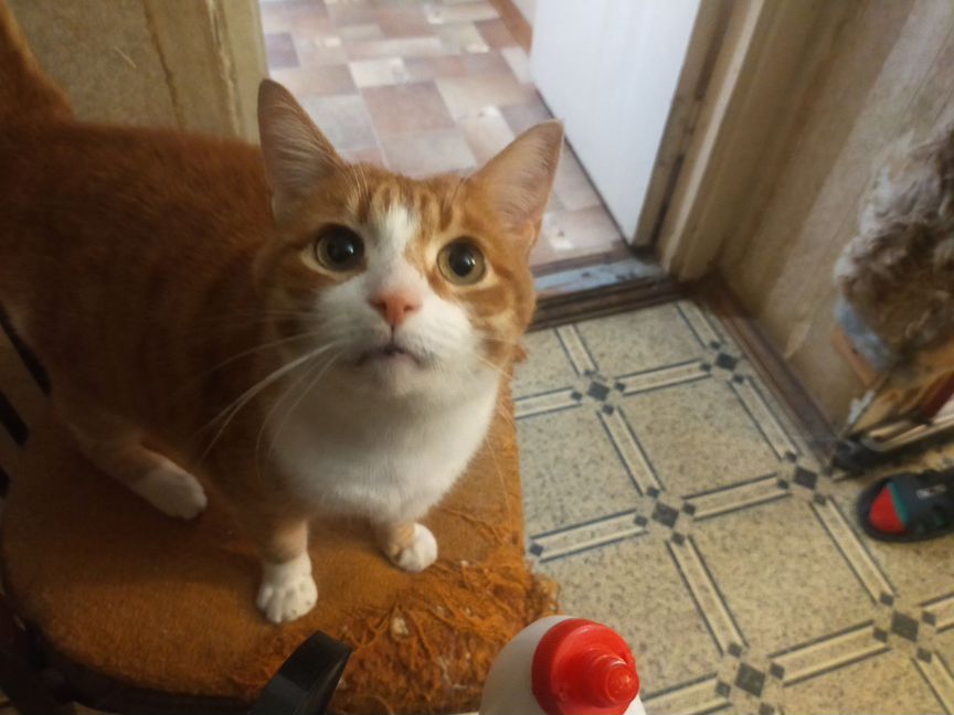 Ласковый котик Федя в добрые руки