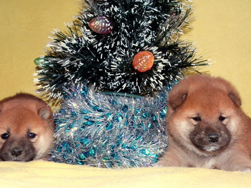 Щенки сиба шиба ину