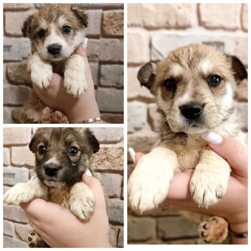 Маленькие щенки