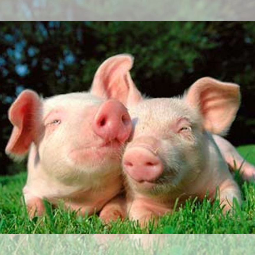 Отходы из садика